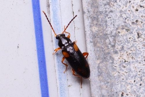 Mycetochara quadrispilota · iNaturalist