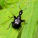 Compsapoderus erythropterus · iNaturalist