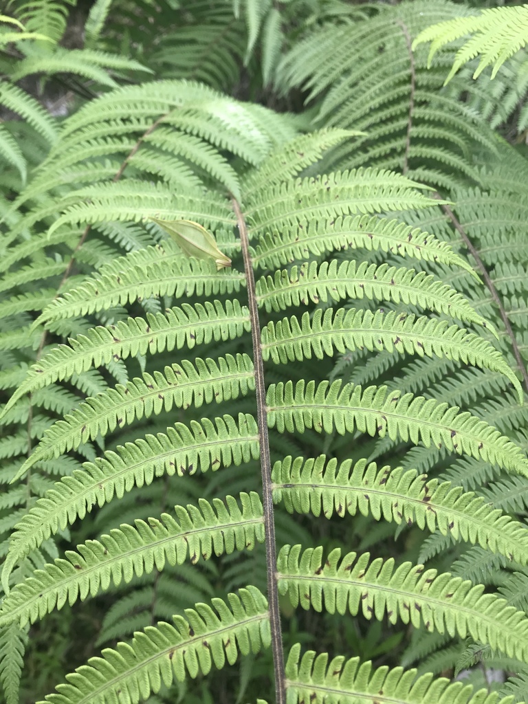 Soft Fern from Manzanares, Caldas, CO on July 6, 2020 at 11:52 AM by ...