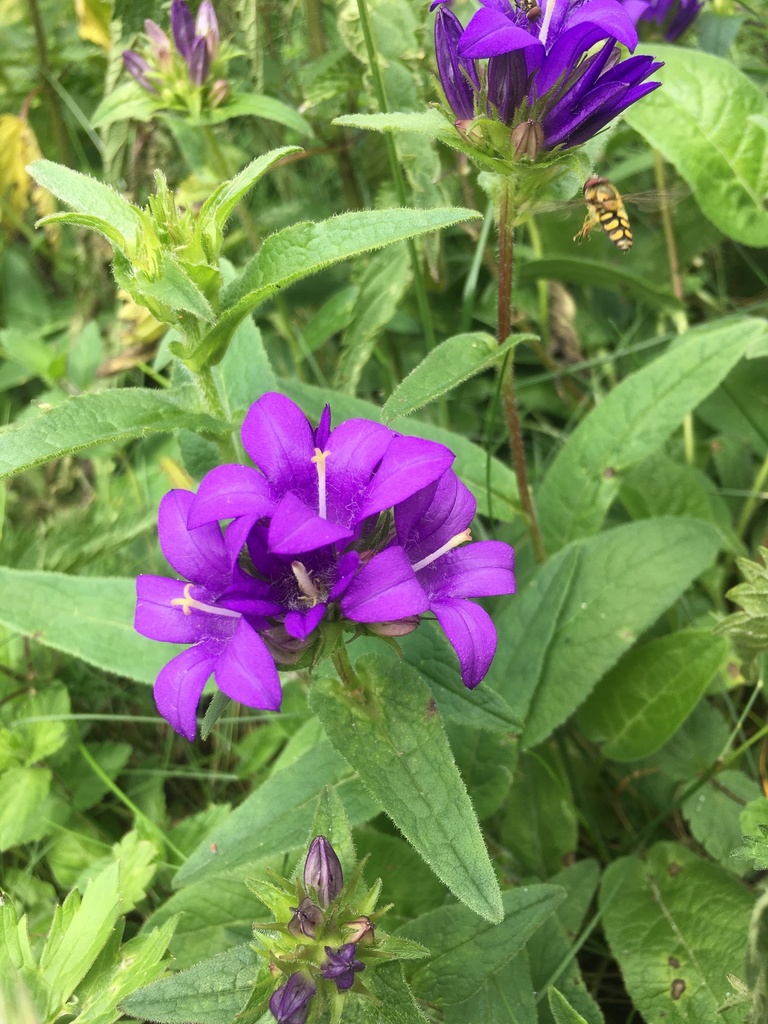 clustered bellflower from Weissbad, Schwende, Appenzell Inner Rhodes ...