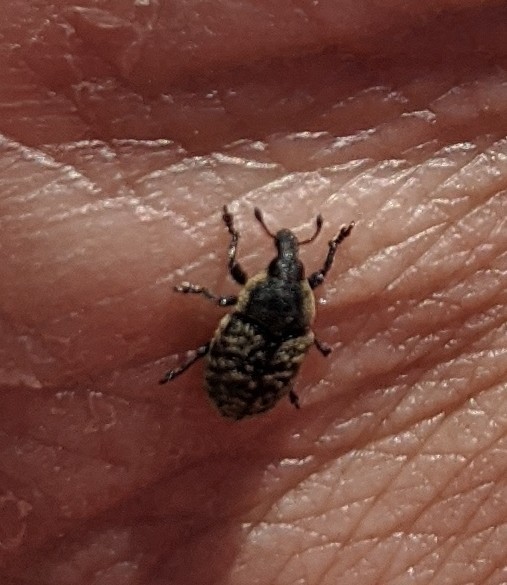 Blunt Knapweed Flower Weevil from Empire Township, MI, USA on July 03 ...