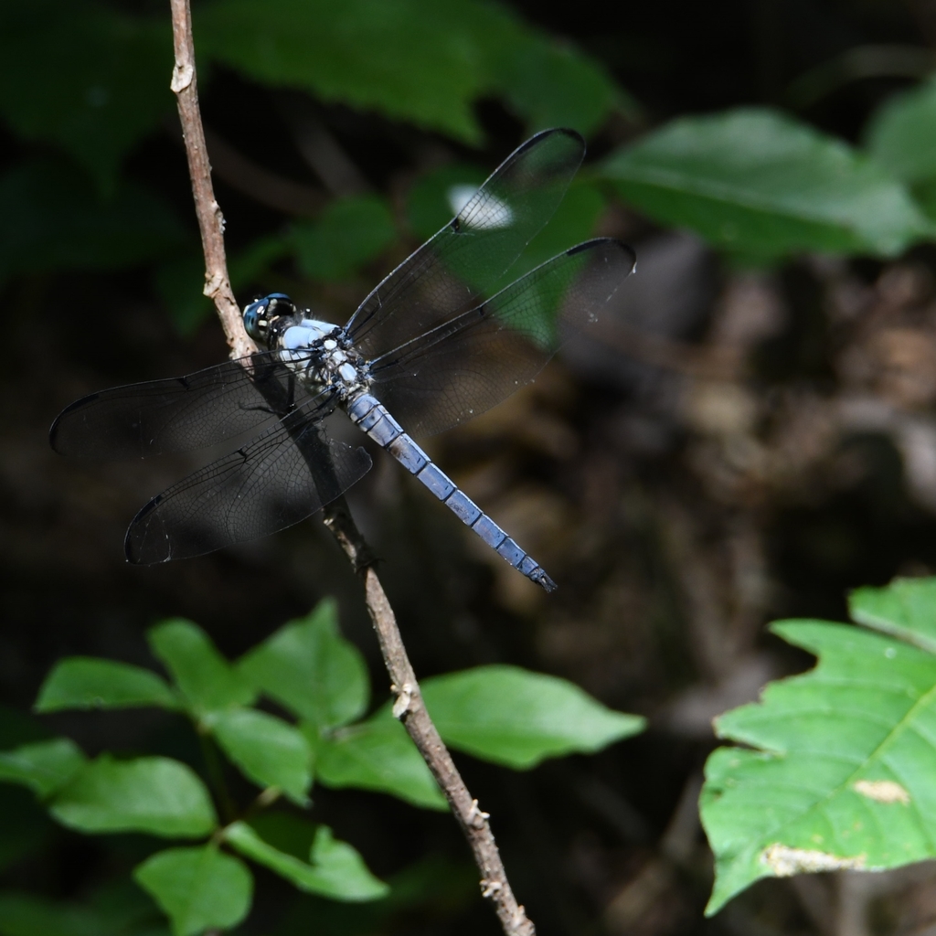 Great Blue Skimmer from Miami Meadows Park on July 06, 2020 at 10:45 AM ...