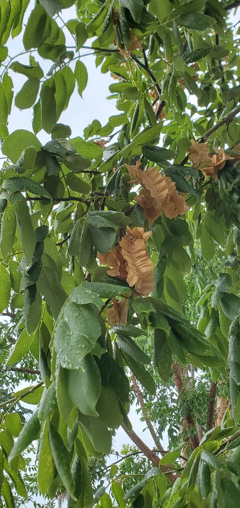 Barbasco desde Marathon, FL 33050, USA el 06 de julio de 2020 a las 03: ...