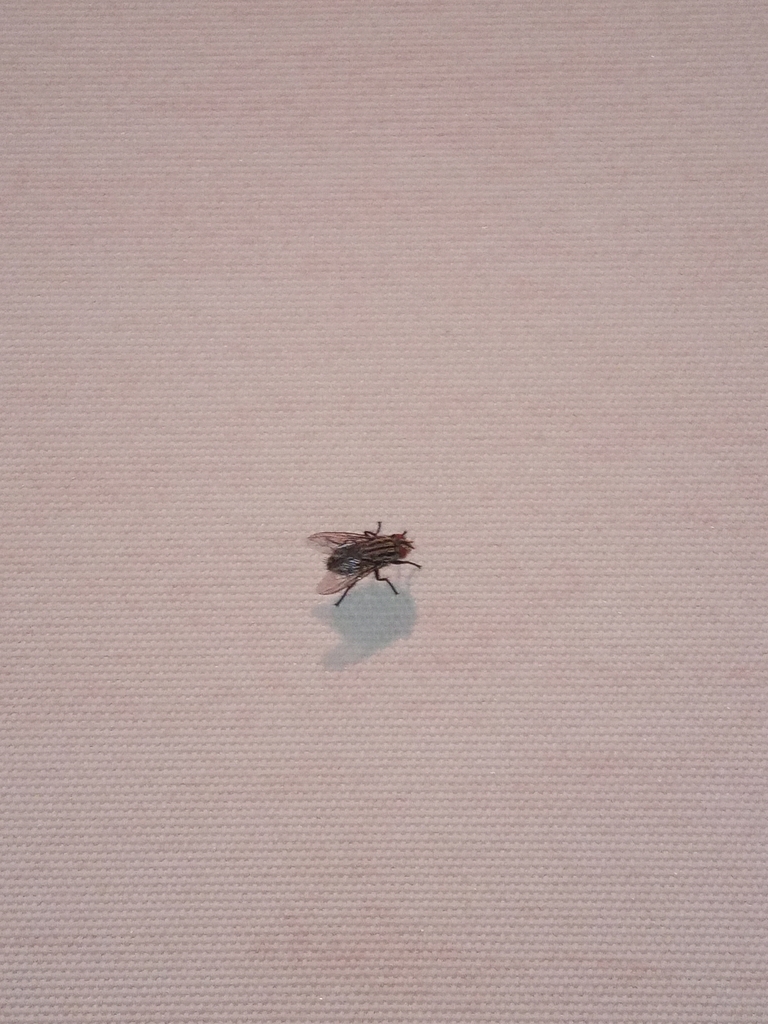 Calyptrate Flies from Glyfada 165 62, Greece on July 7, 2020 at 12:36 ...