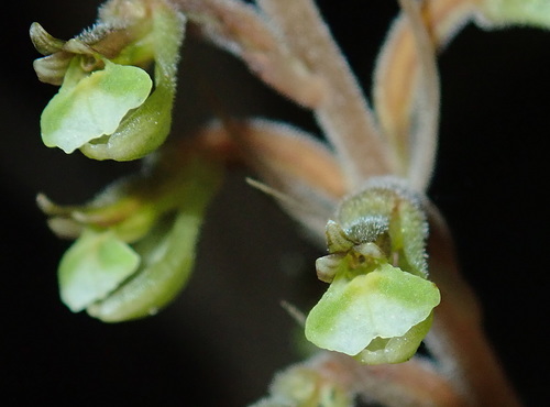 Cyclopogon inaequilaterus · iNaturalist