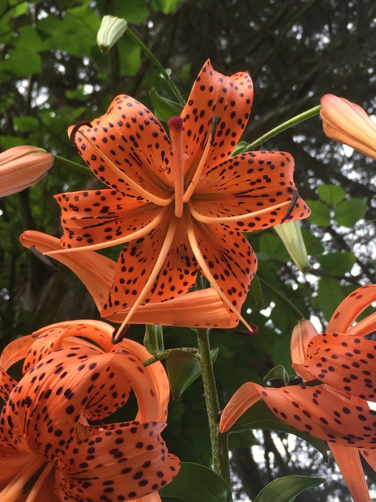 true lilies from KY-200, Monticello, KY, US on July 6, 2020 at 06:36 PM ...