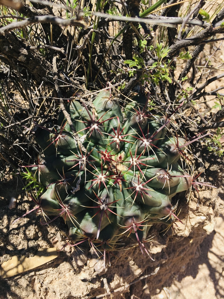 Hamatocactus hamatacanthus hamatacanthus from Río Grande, ZAC, MX on ...