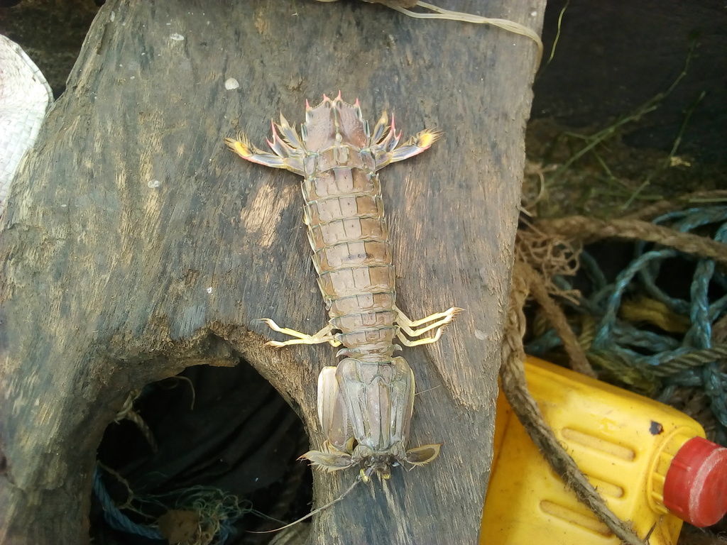 Squilla aculeata from Victoria, Cameroun on July 4, 2020 by Siren ...