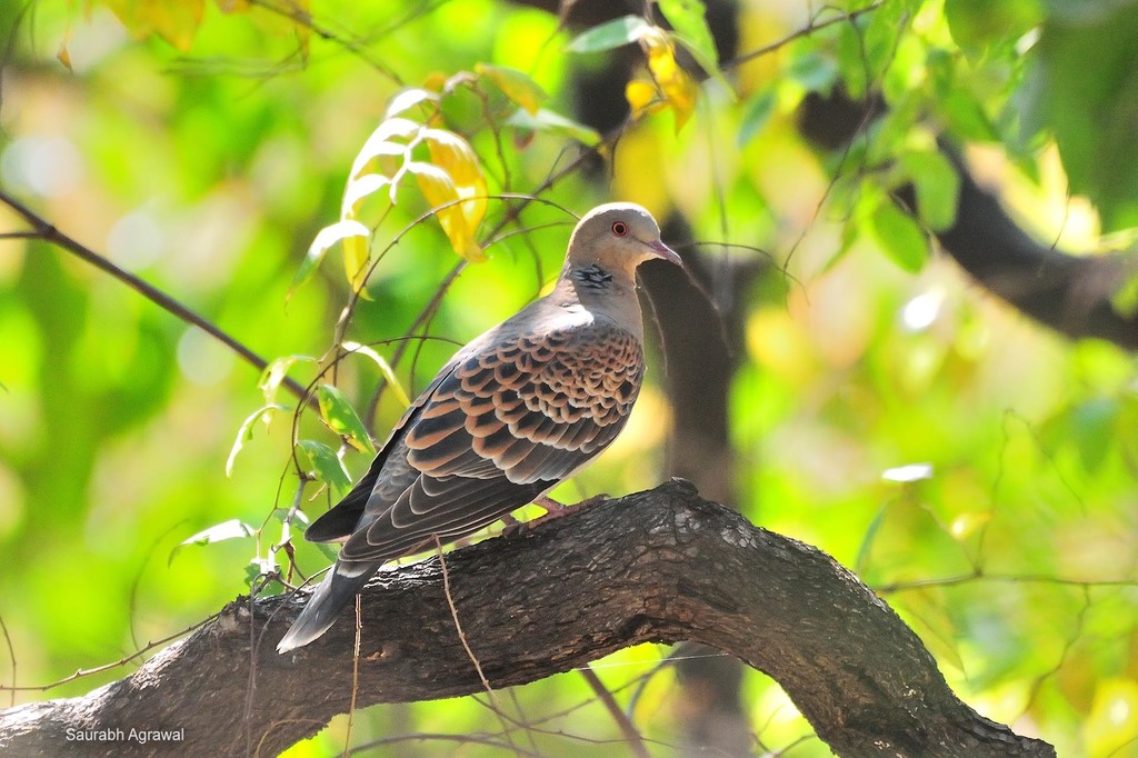 Oriental Turtle-Dove (Flora and Fauna of Bandhavgarh National Park ...