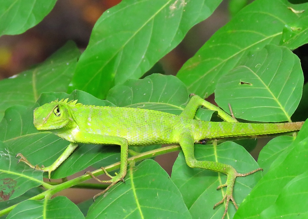 Great Crested Canopy Lizard from Ubud Padi Villas on June 8, 2017 at 11 ...