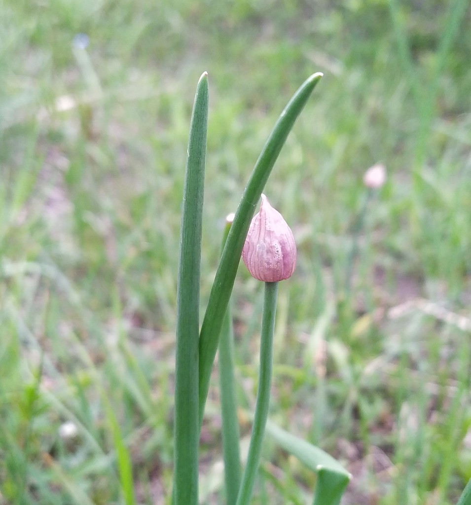 Giant Chives from Division No. 15, AB, Canada on July 5, 2020 at 02:43 ...
