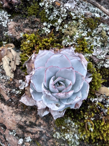 Photo 82998017, (c) Faviola López Díaz, all rights reserved, uploaded ...