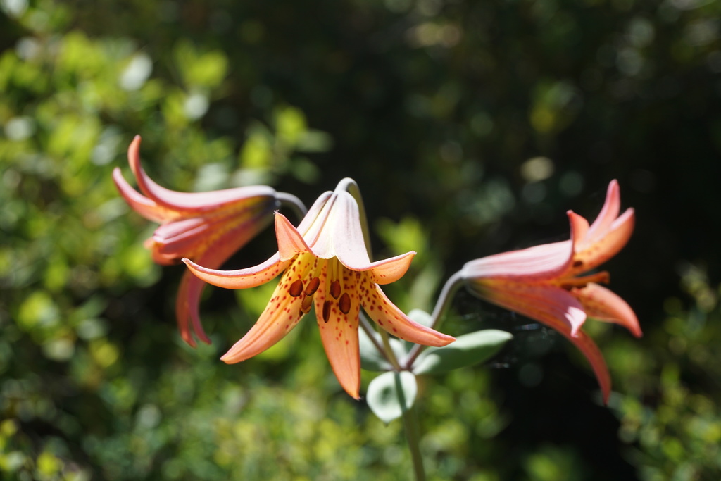 bolander's lily in July 2020 by Len Mazur · iNaturalist