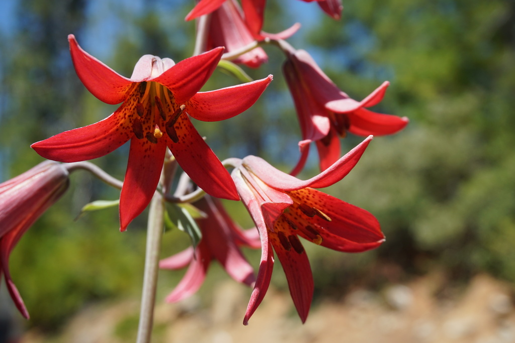 bolander's lily in July 2020 by Len Mazur · iNaturalist