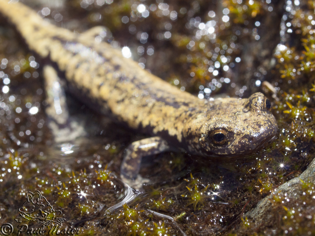 Mount Lyell Salamander in July 2020 by Paul Maier · iNaturalist