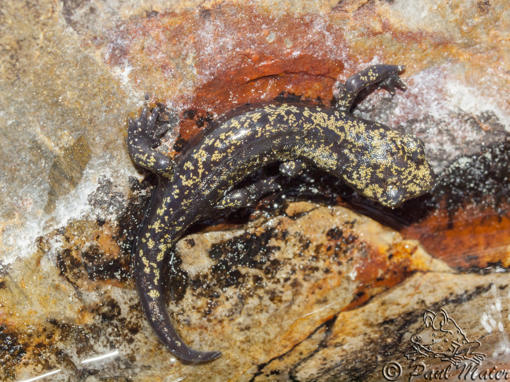 Mount Lyell Salamander in July 2020 by Paul Maier · iNaturalist