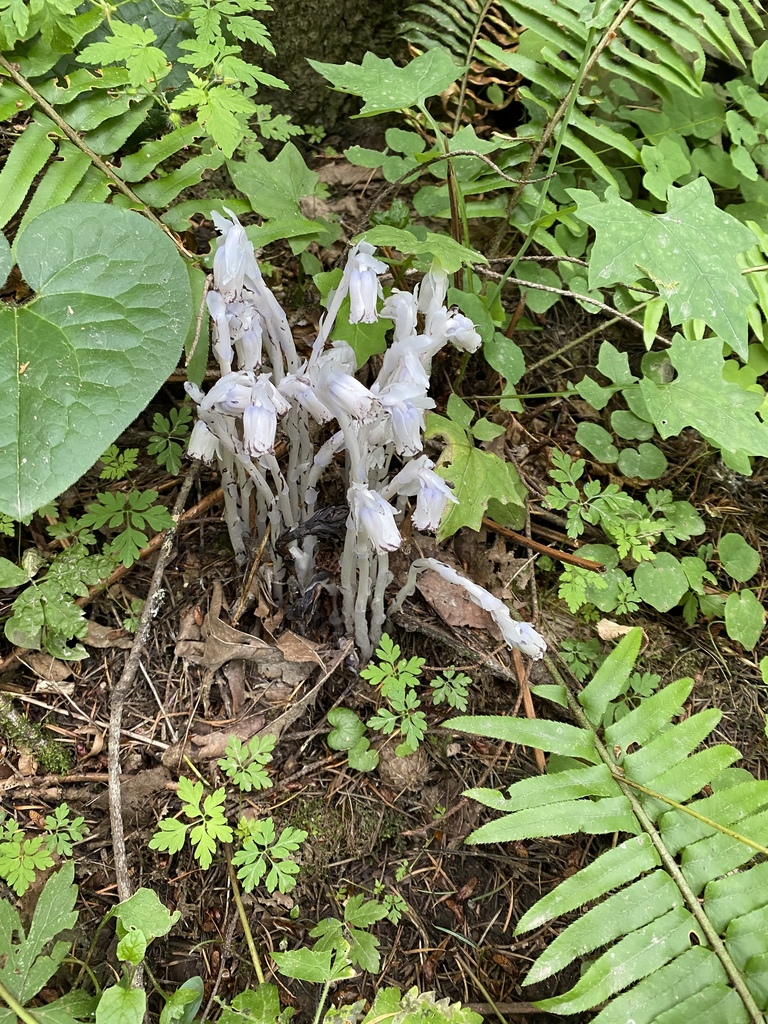 Ghost Pipe from Forest Park Conservancy, Portland, OR, US on July 2 ...