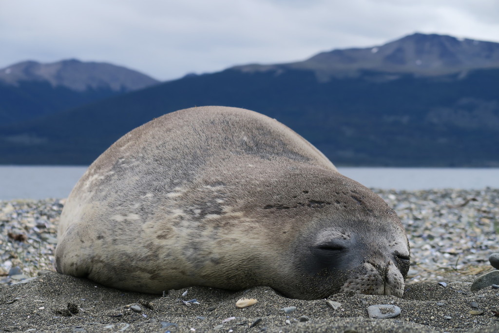 Weddell Seal from Ushuaia, Tierra del Fuego, Argentina on December 10 ...