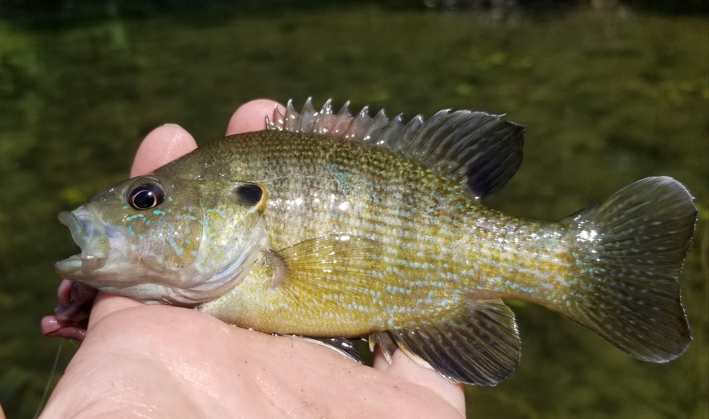Green Sunfish from Kalamazoo County, MI, USA on July 6, 2020 at 04:31 ...