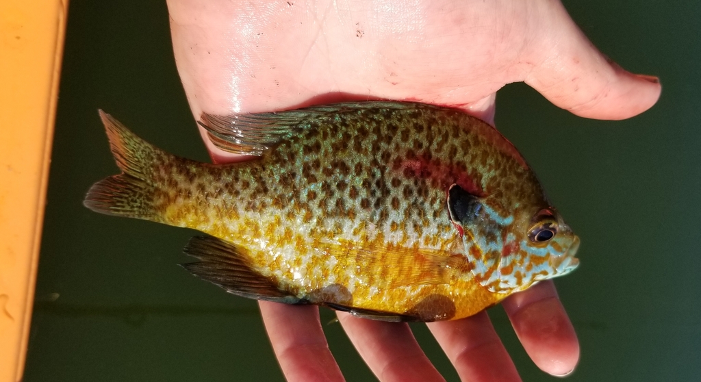 Pumpkinseed × Northern Sunfish from Kalamazoo County, MI, USA on July 6 ...