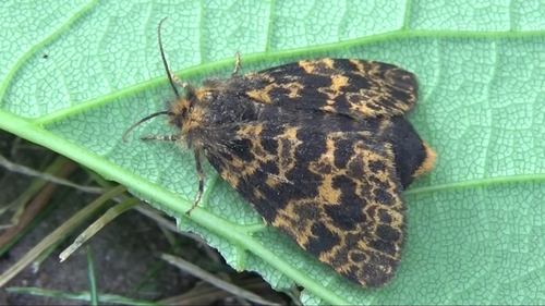 Genus Maurica · iNaturalist