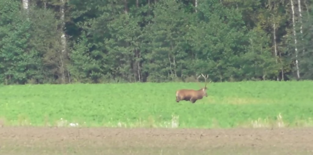 Corsican and Atlas Red Deer from Taza Province, Morocco on July 7, 2020 ...