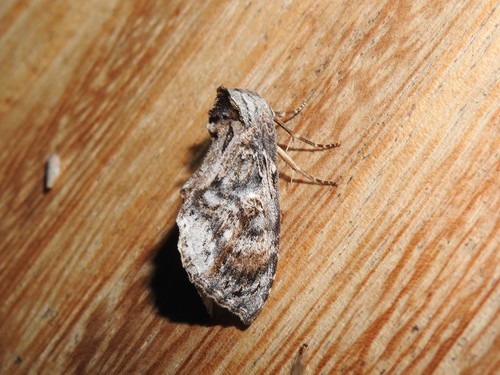 Crinodes alector · iNaturalist United Kingdom