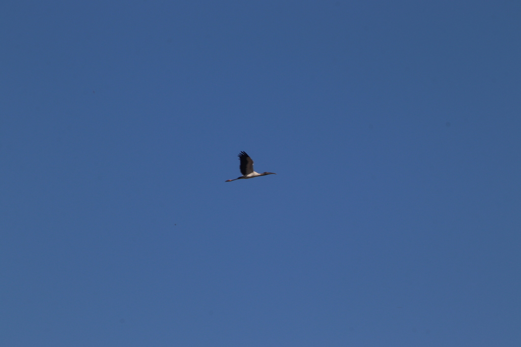 Wood Stork from Cucarachas, Ver., México on July 3, 2020 at 03:57 PM by ...