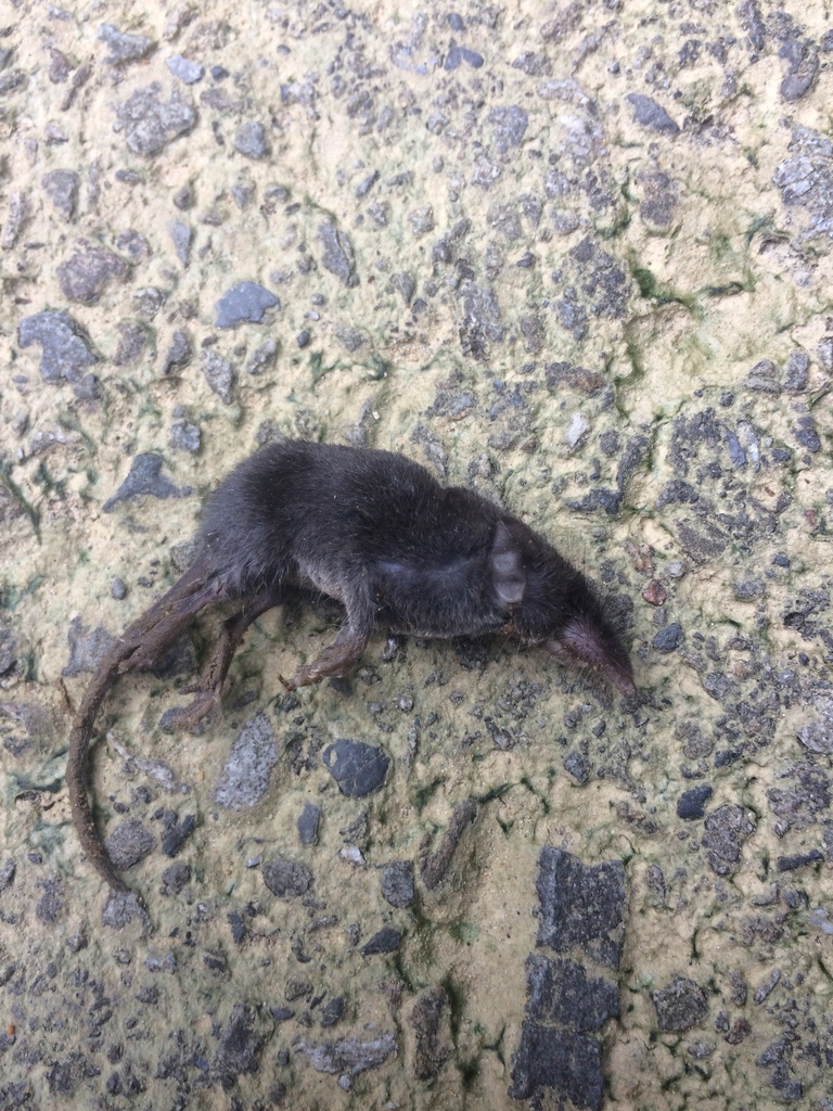 Chinese White-toothed Shrew from Nantou, TW-TA, TW on June 9, 2017 at ...