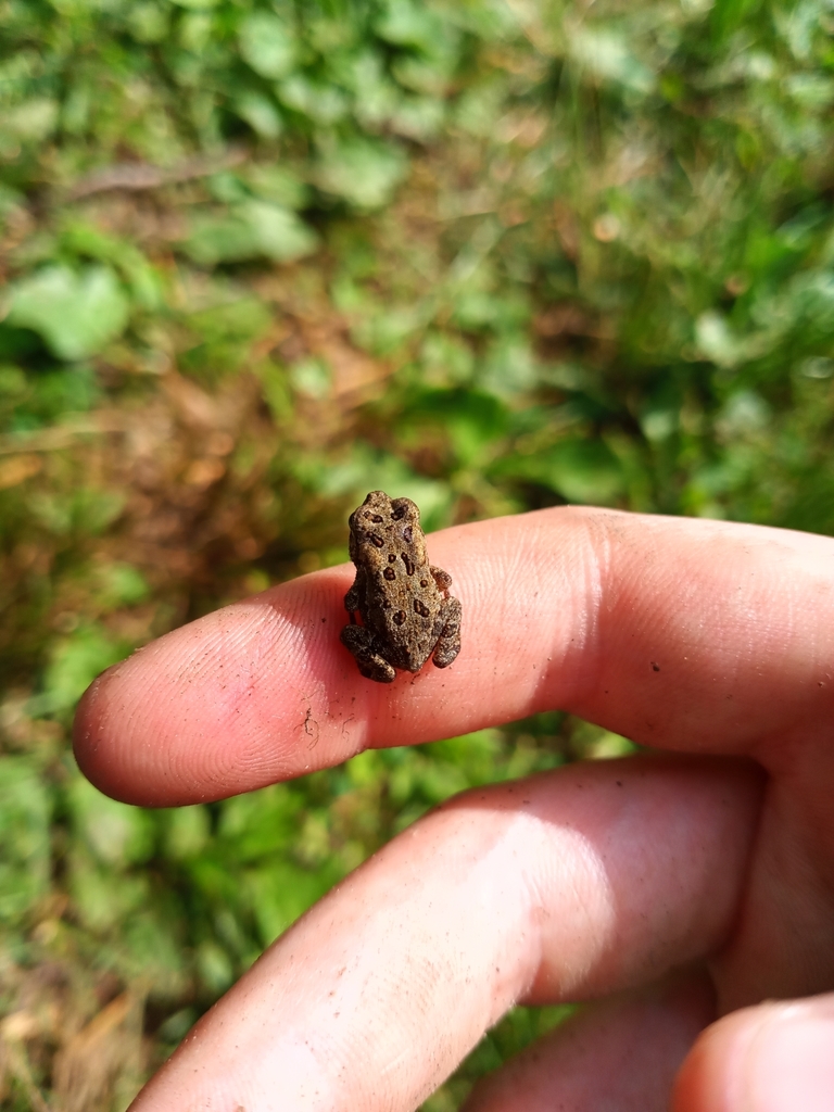 American Toad from Califon, NJ 07830, USA on July 7, 2020 at 04:48 PM ...