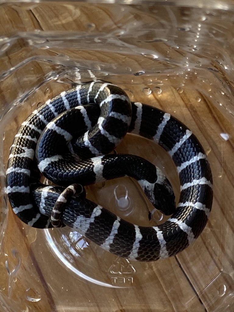 Many-banded Krait from 小琉球, 琉球鄉, TW on July 5, 2020 at 10:15 AM by ...