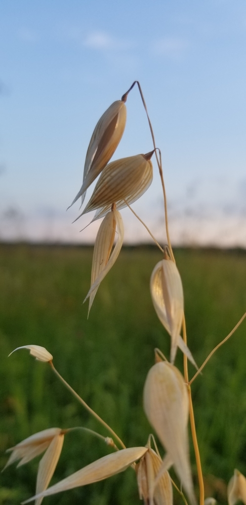 Common Oat from South Deering, Chicago, IL, USA on July 7, 2020 at 07: ...