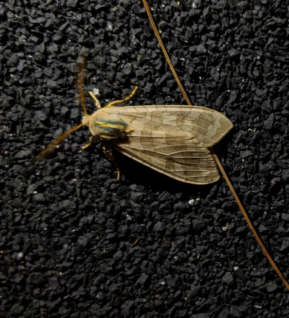 Banded Tussock Moth from Saugerties, NY, USA on July 7, 2020 at 10:14 ...