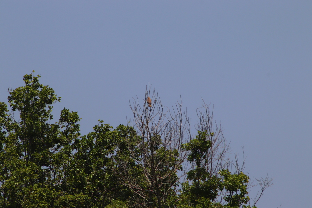 Roadside Hawk from Tampico Alto, Ver., México on July 05, 2020 at 12:55 ...