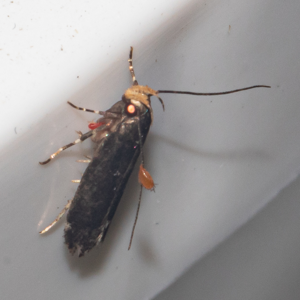 Red-striped Fireworm Moths and Allies from Anne Arundel County, MD, USA ...