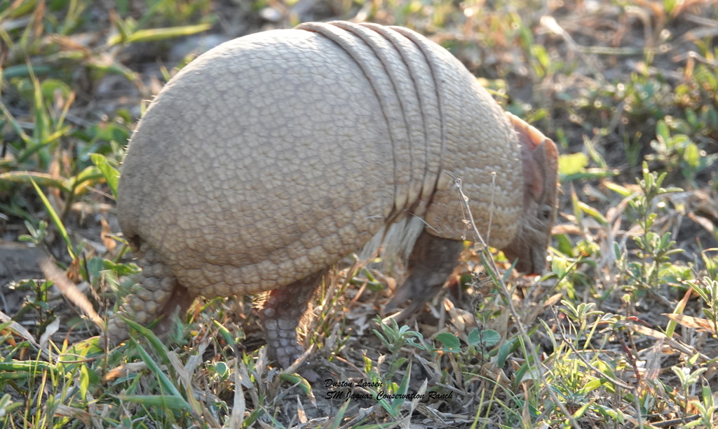 Southern Three-banded Armadillo (Tolypeutes matacus) - Know Your Mammals