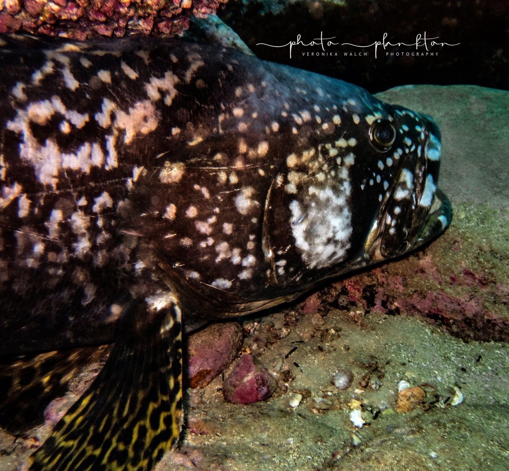 Giant Grouper from Tasman Sea, NSW, AU on July 8, 2020 at 07:15 AM by ...