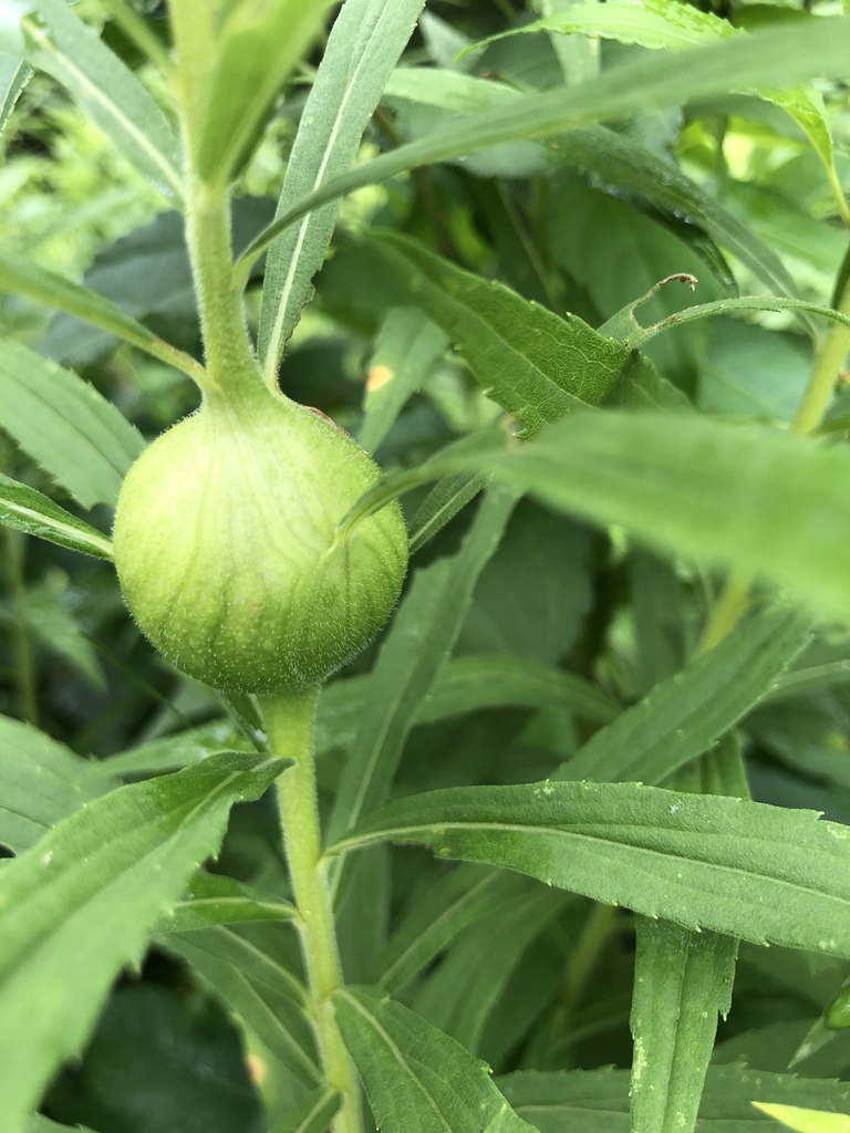 Goldenrod Gall Fly from Westmoor Park, West Hartford, CT, US on July 8 ...
