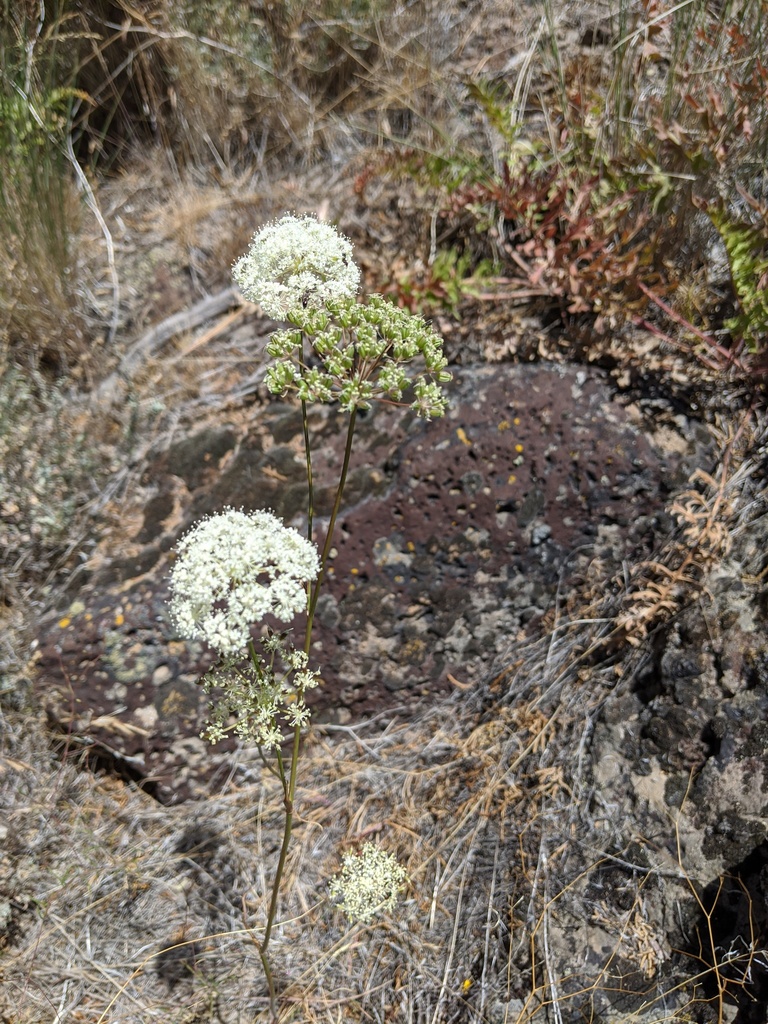 Bolander's yampah from Modoc County, CA, USA on July 05, 2020 at 11:59 ...