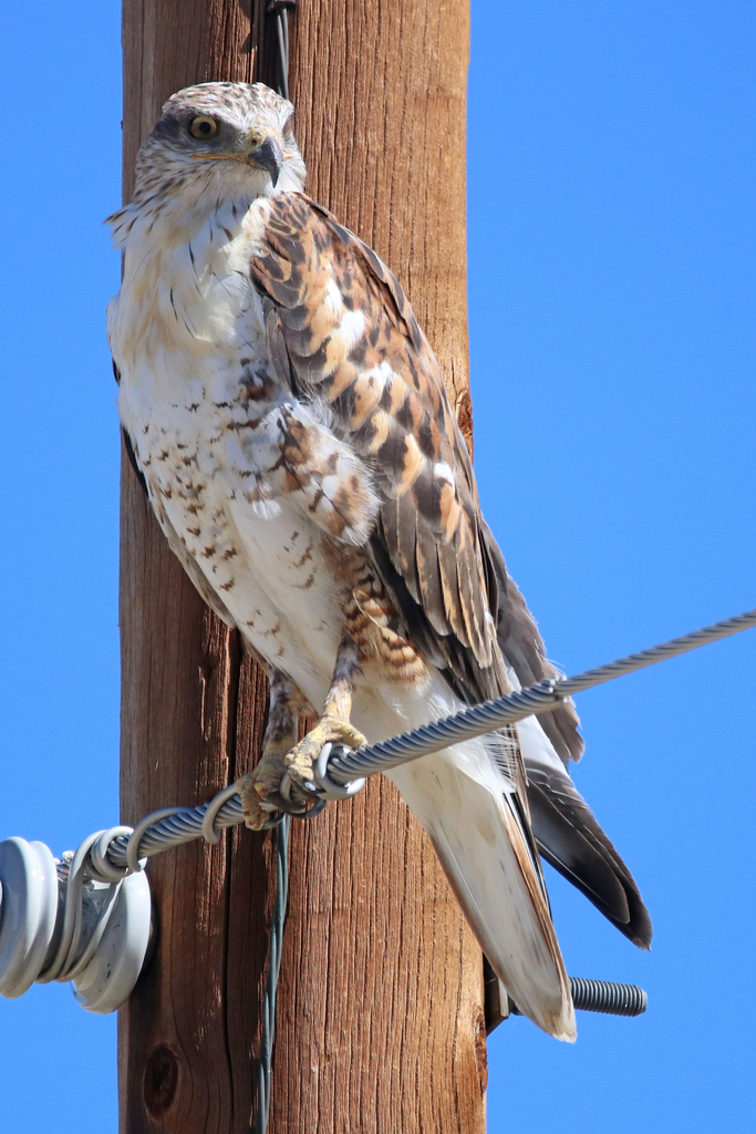 Ferruginous Hawk (Jimmy Camp and Corral Bluffs Birds) · iNaturalist