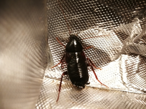 Blatta furcata · iNaturalist