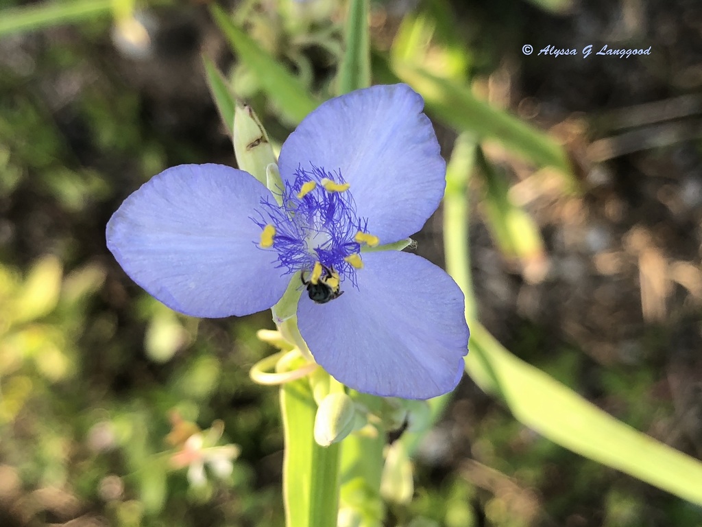 bluejacket from St Johns County, FL, USA on July 02, 2020 at 07:38 AM ...