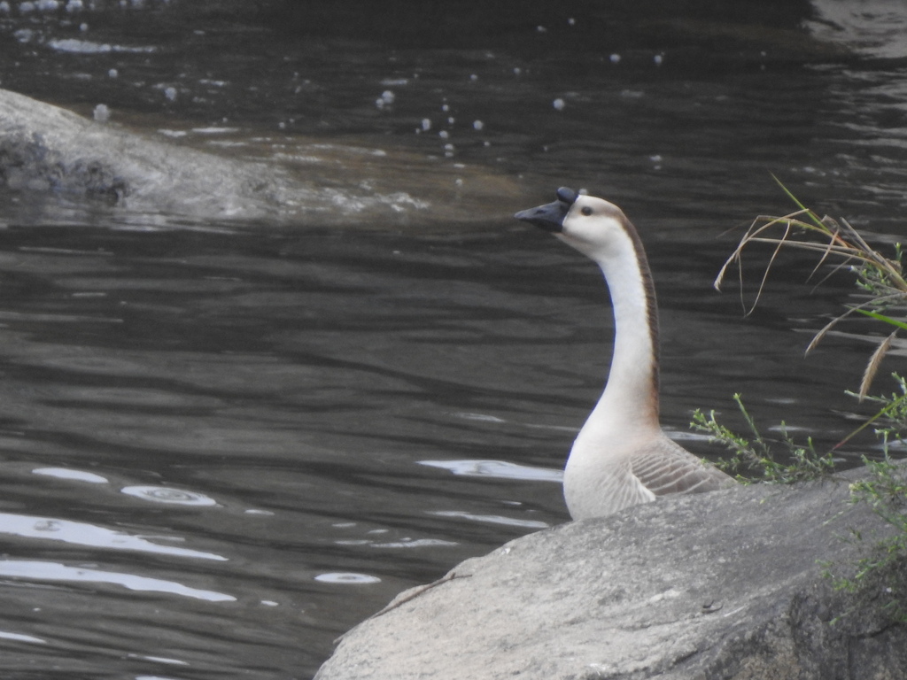 Domestic Swan Goose from Zapotitlán de Méndez, Pue., México on February ...