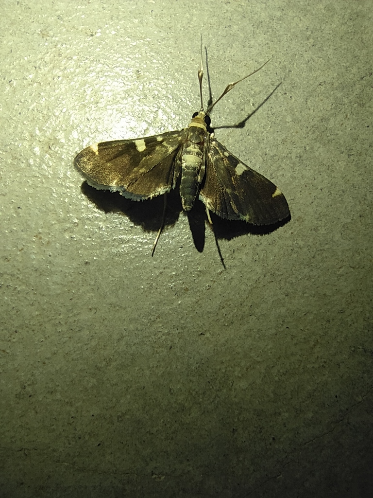 Pearl Moths from Bazarghat F.V., Assam, India on July 08, 2020 at 09:26 ...