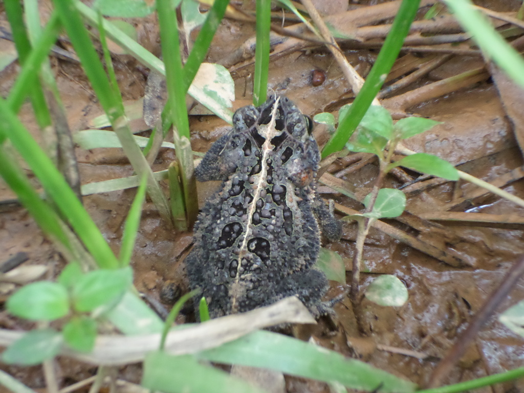 northern rough-gland toad in July 2014 by Ezequiel Hernández Pérez ...