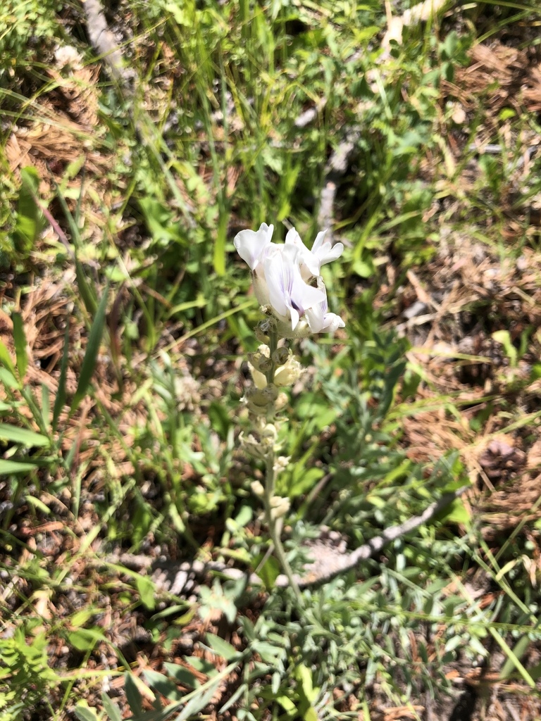 Locoweed from Rocky Mountain National Park, Estes Park, CO, US on July ...