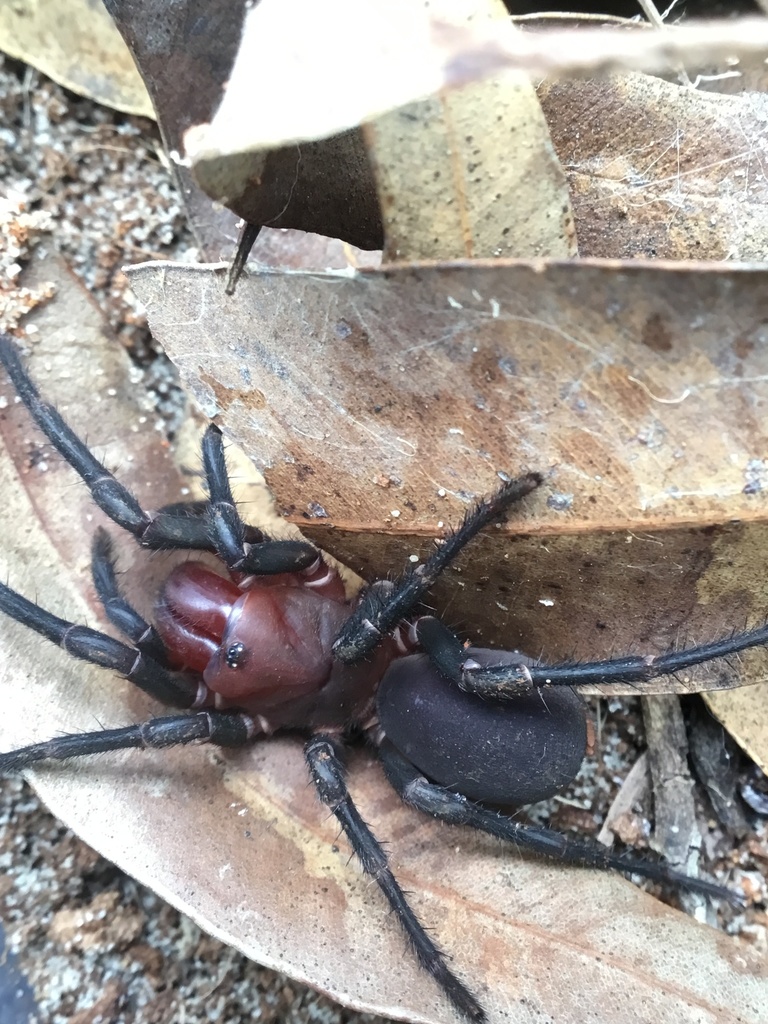 Red-jawed Bearded Wishbone Spider from Cedar Creek, QLD, AU on July 9 ...