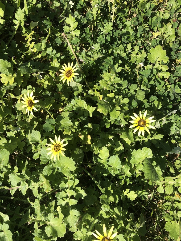 Capeweed from Badgery Avenue, Homebush, NSW, AU on July 9, 2020 at 12: ...