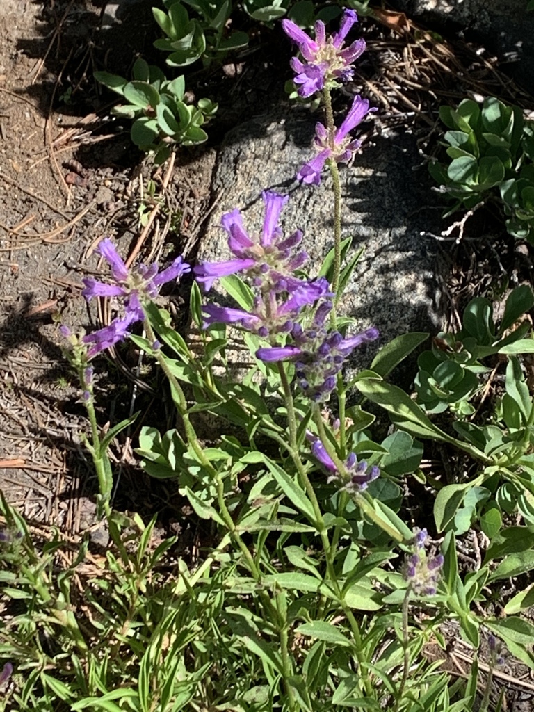 Sierra Penstemon from Tahoe National Forest, Nevada City, CA, US on ...