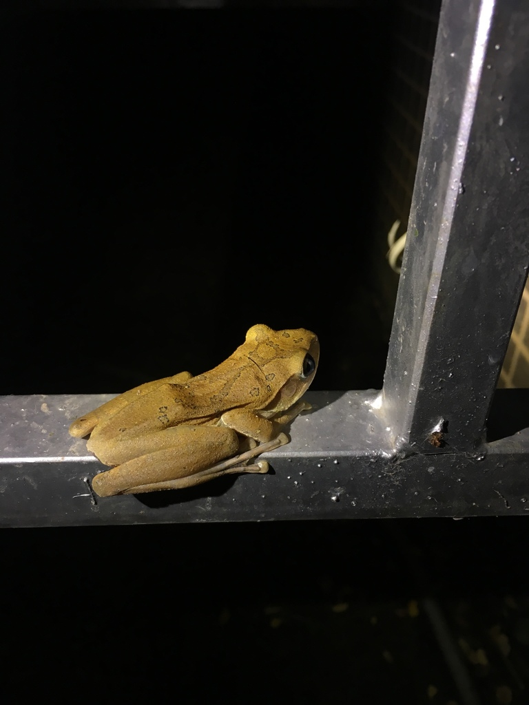 whipping frogs from 思明区, 厦门市, 福建省, CN on July 09, 2020 at 01:17 AM by ...